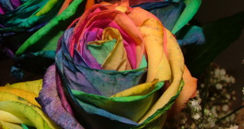 Psychedelic_Roses_by_DancesSoSexy – srsly wrong